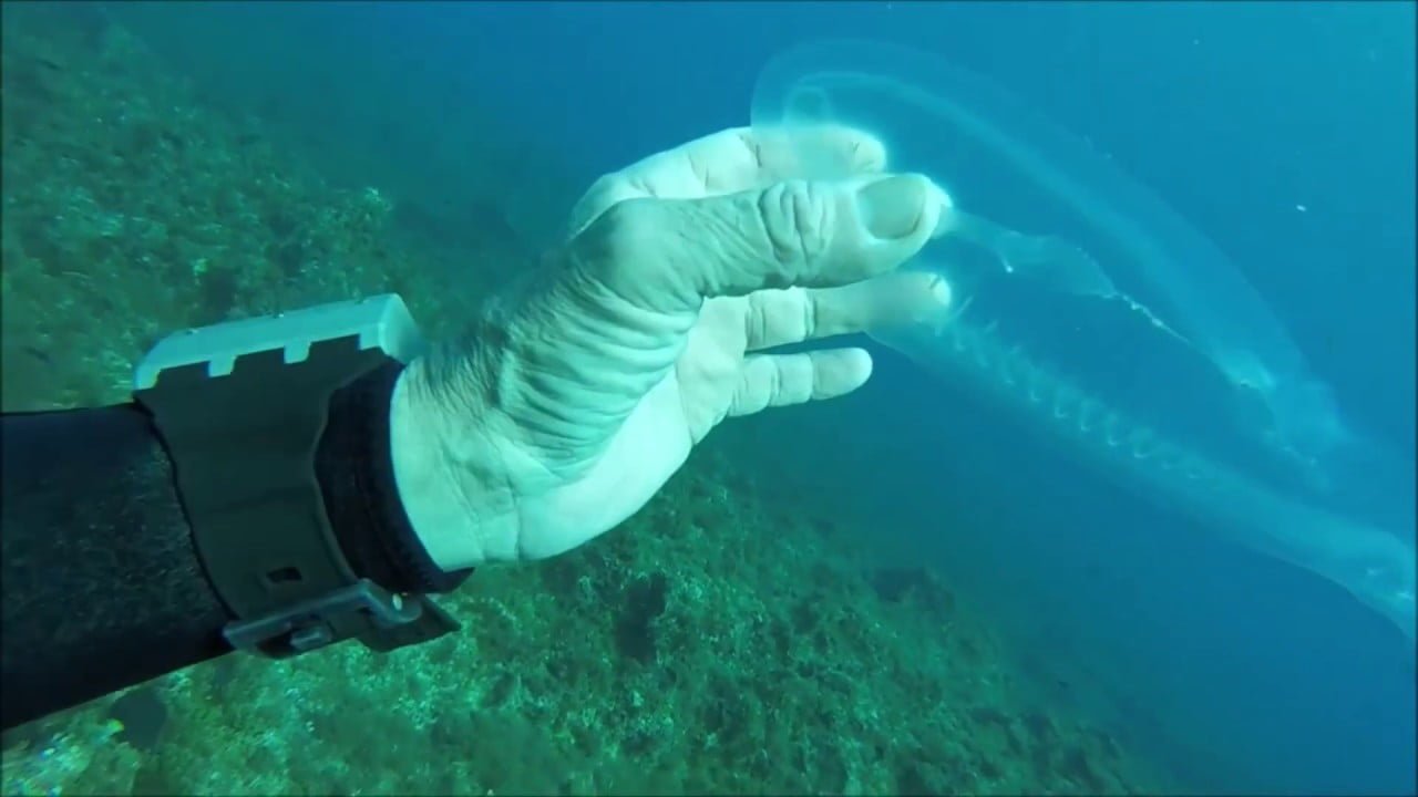 Ghost Fish! - PINZOR