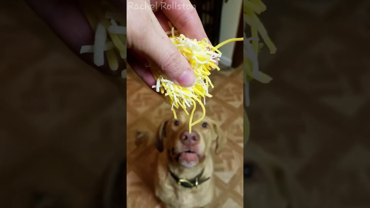 Shredded Cheese Dog! - PINZOR