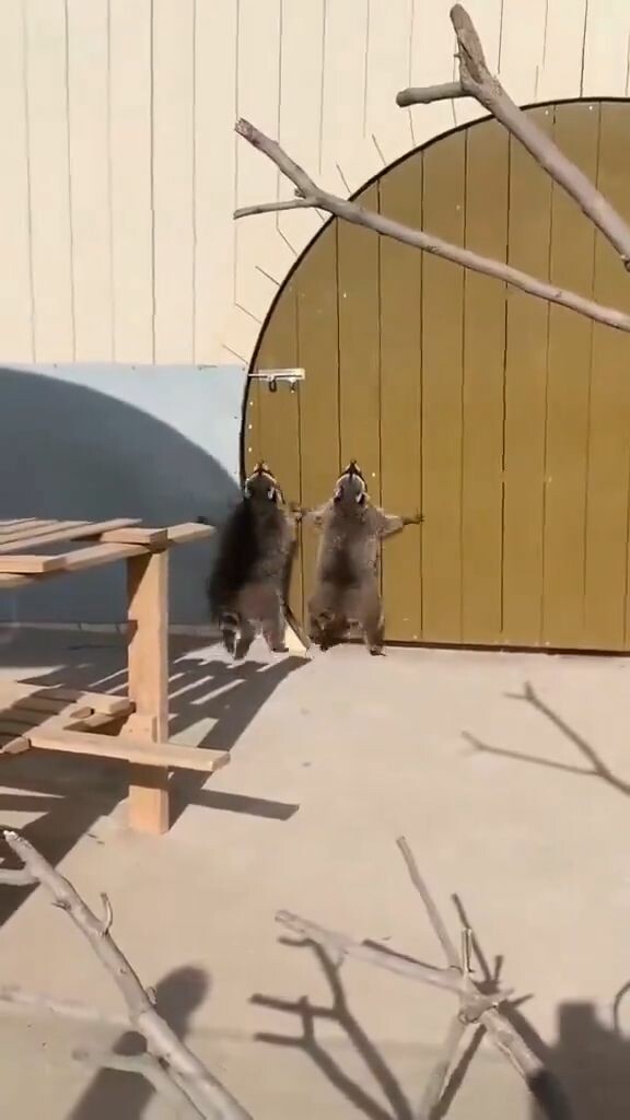 Racoons trying really hard to open a door - PINZOR